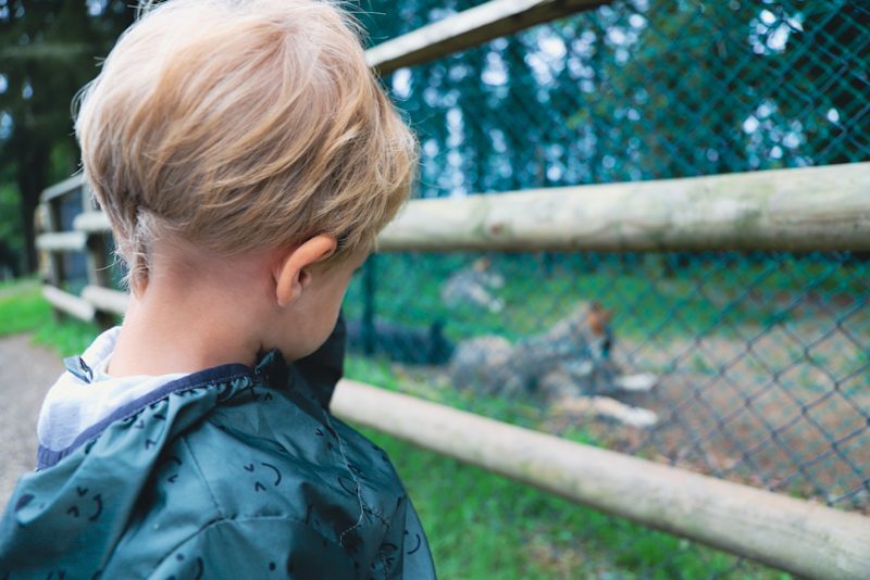 Forestia à Theux – Parc animalier et d’aventures – Bande d'Aventuriers ...